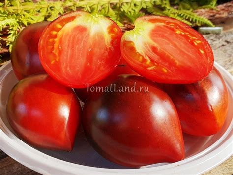 Томат Паскаль из Пикардии: ОТЗЫВЫ (5), фото, описание сорта | tomatland.ru