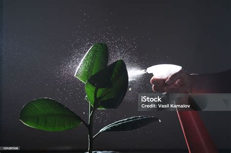 검은 배경에 선인장 탄성 꽃에 빨간 분무기에서 물을 분사 하는 여자 정원사의 클로즈업 잎에 물 방울 인도 고무나무에 대한 스톡 사진 및 기타 이미지 Istock