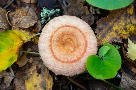 10 Basidiocarps Pictures