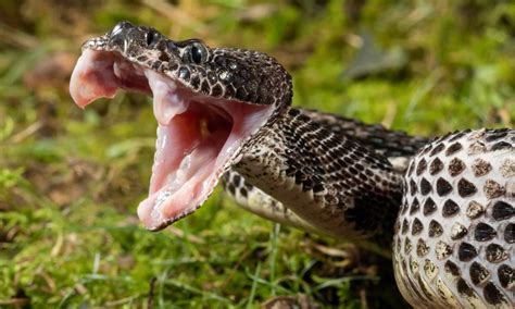 Discover Connecticuts Only Rattlesnake Species Az Animals