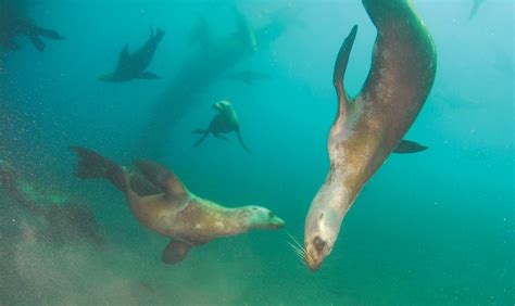 Sea Lion Diving
