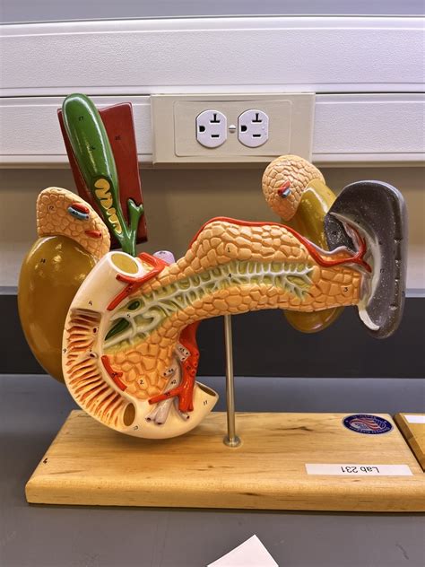 Spleen Model Diagram Quizlet