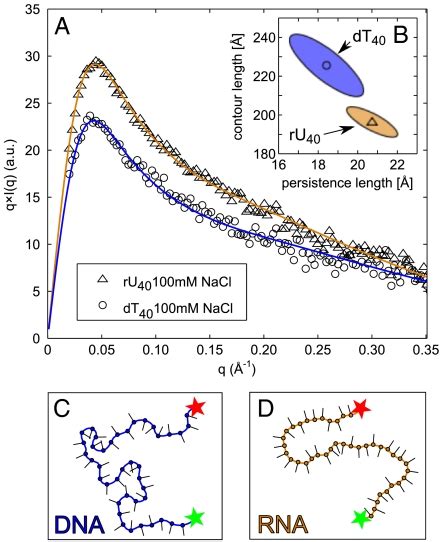 Ionic Strength Dependent Persistence Lengths Of Single Stranded Rna And