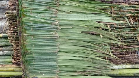 Anahaw Leaves And Nipa Shingles Pawid Available Pawid 4ft Anahaw
