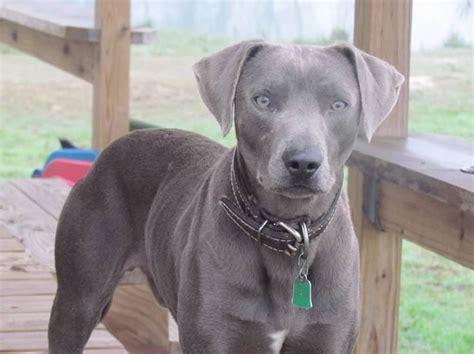 18 Best Images About Texas Blue Lacy Dogs On Pinterest Best Dogs