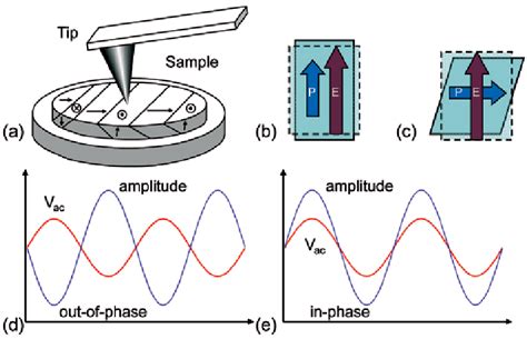 A Schematic Of The Pfm Experimental Setup B Ferroelectric Domains