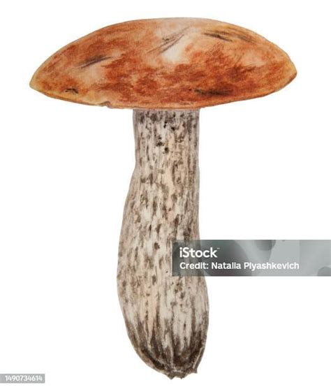 야생 버섯 수채화 손으로 그린 식물 사실적인 그림 하얀 배경에 분리된 숲 Boletus 직물 엽서 초대장 메뉴에 인쇄하기에 좋습니다 10월에 대한 스톡 벡터 아트 및 기타