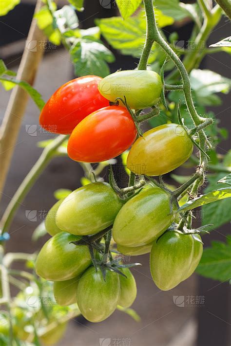 果园里成熟的樱桃番茄
