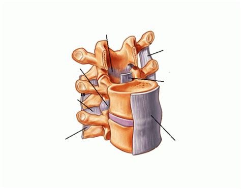 THE SPINE AND POSTURE Flashcards Quizlet