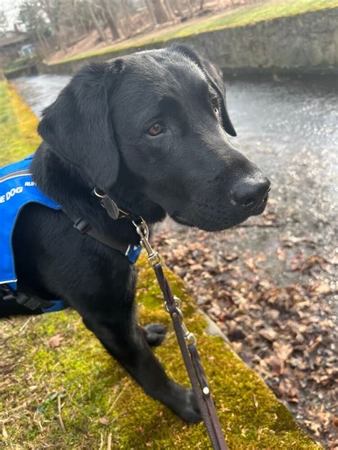 Craig And Ephram Guiding Eyes For The Blind