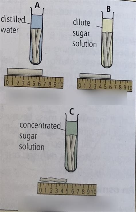 Osmosis In Potatoes Diagram