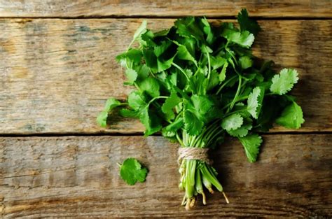 Can Chickens Eat Cilantro Is It Safe Eco Peanut