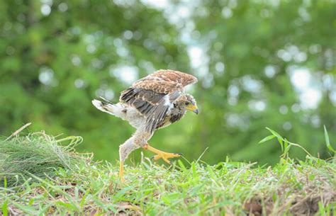 Tiny Hawk Images Free Download On Freepik