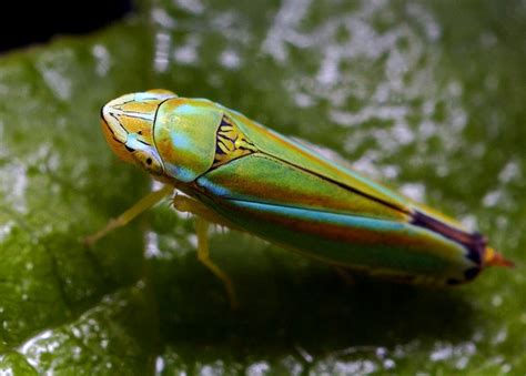 Colorful Leaf Hopper Graphocephala Versuta Colorful Leaves Insect Photography Color