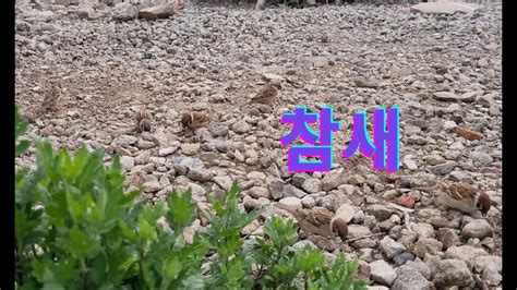 Sparrow 참새 참새영상 참새들이 아침을 먹습니다 Youtube