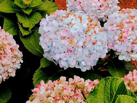 自然 花朵 植物 Pixabay上的免费照片 Pixabay