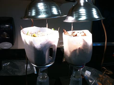 Leaf Litter Michael Goss Lab Collection