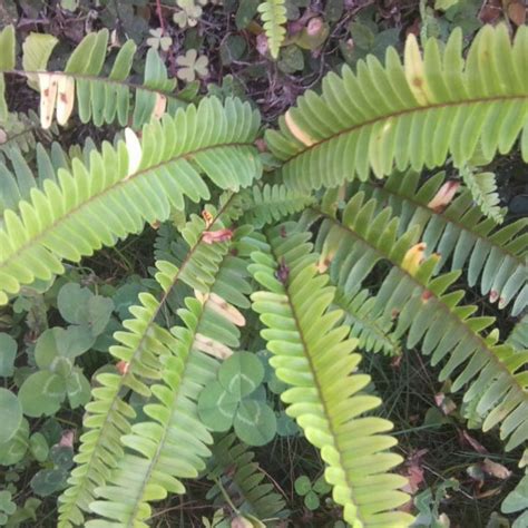 Ladder Fern Nephrolepis Cordifolia Plant Care And How To Grow Water