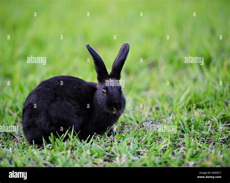 Piccolo Coniglio Nero Su Verde Erba Di Prato Foto Stock Alamy