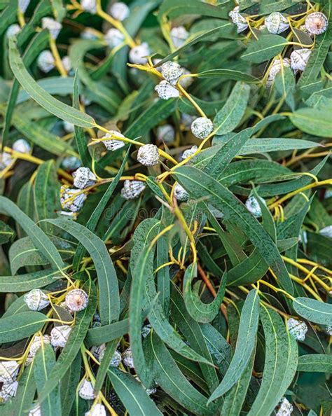 Christmas Mistletoe Plant As Background Traditional Christmas Symbol