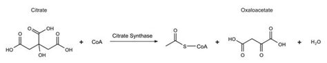 Citrate Synthase Assay Kit Sigma Aldrich