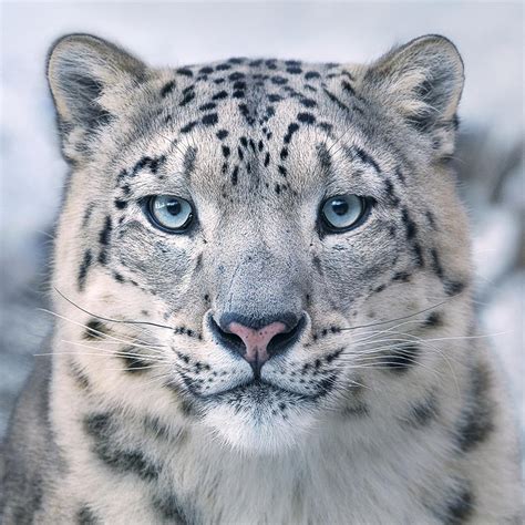 White Snow Leopard Face