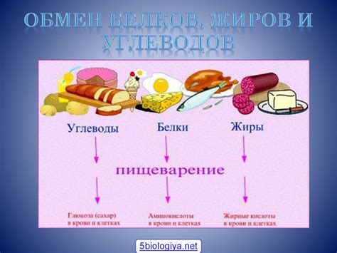 Обмен белков жиров и углеводов презентация онлайн