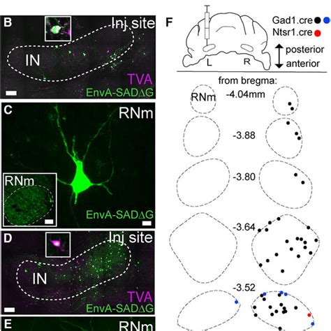 The Rubrospinal Tract Collateralizes To The Interposed Nucleus A Download Scientific Diagram