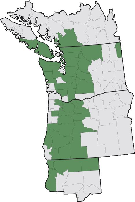 Rubus Lasiococcus Dwarf Bramble Wildflowers Of The Pacific Northwest