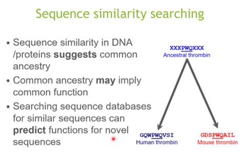 bs2040 sequence alignment searching flashcards quizlet