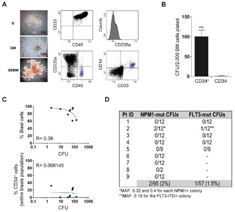 Characterization Of Clonogenic Myeloid Progenitors From Bone Marrow
