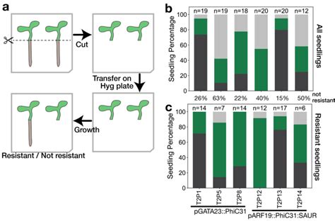 Figs8 Post Phenotyping Selection Of Seedlings Figure 4 A Process