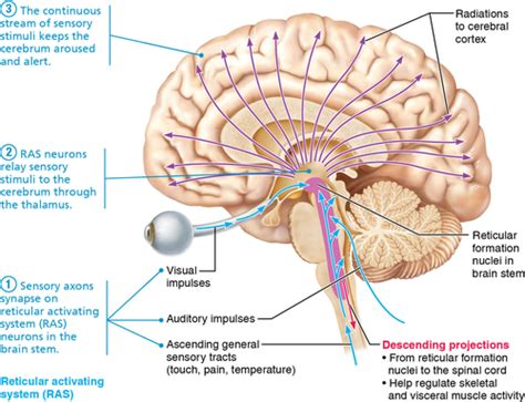 Copy Ch 12 Ppt C Flashcards Quizlet