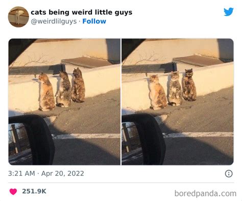Los gatos son las mascotas más extrañas de todas y estas graciosas e inexplicables fotos lo