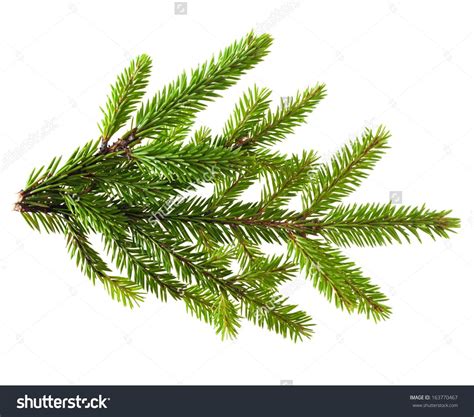 Free Photo Pine Tree Texture Backdrop Resource Organic Free