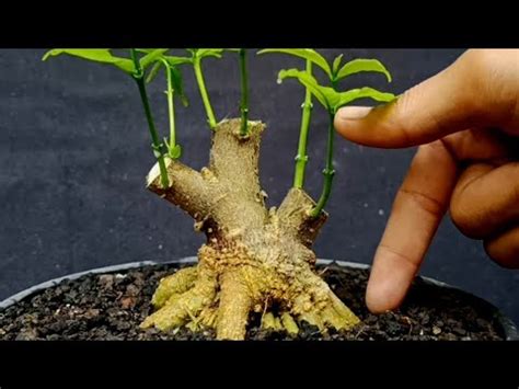 Pres Bahan Bonsai Anting Putri Mame BOGEL WRIGHTIA RELIGIOSA YouTube