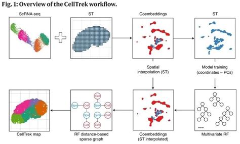 整合单细胞和空转数据多种方法之celltrek · Issue 4068 · Ixxmumpduty · Github