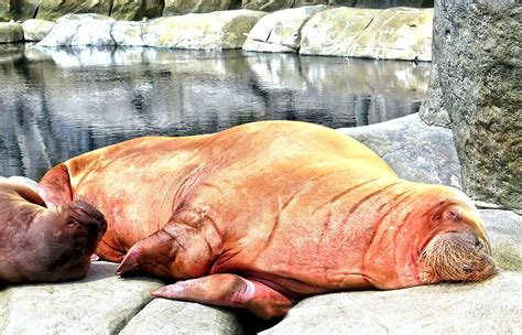 Download Free Photo Of Walrusmammalsea Lionmeeresbewohnerwater