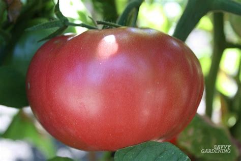 Tomato Growing Secrets For Big Yields And Healthy Plants