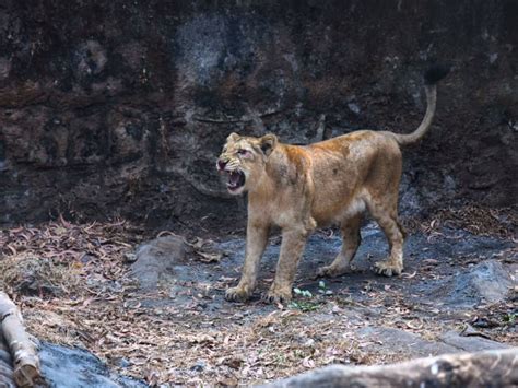 Porbandar Barda Sanctuary Lion Seen For First Time After Independence