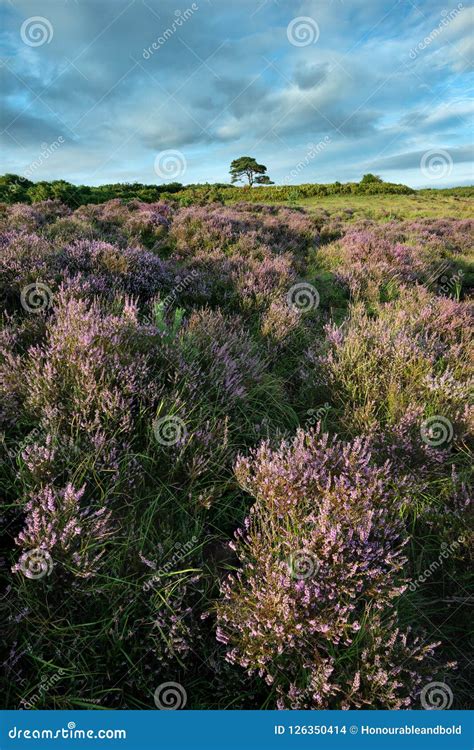 Stunning Summer Sunset Landscape Image Of Bratley View In New Forest