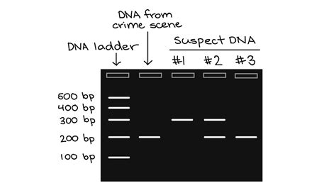 Pcr The Polymerase Chain Reaction Key Points Of Pcr