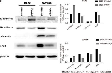 Recombinant Human Heparin Binding Epidermal Growth Factor Reverses The