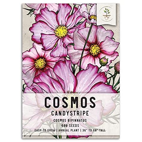 Container Cosmos How To Grow Cosmos In Small Spaces — Meadowlark Journal