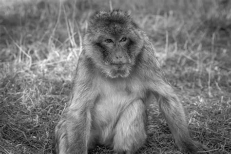 Challenge Hebdomadaire Noir Et Blanc 2022 Club Images Et Nature