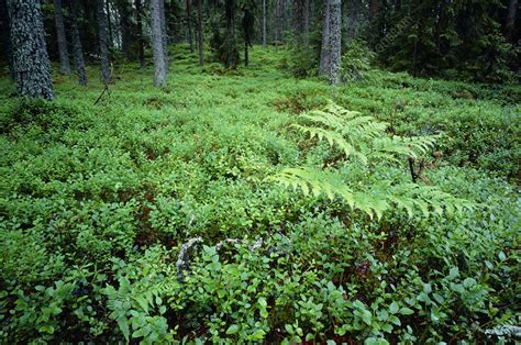 Vaccinium Myrtillus Stock Image B8420489 Science Photo Library