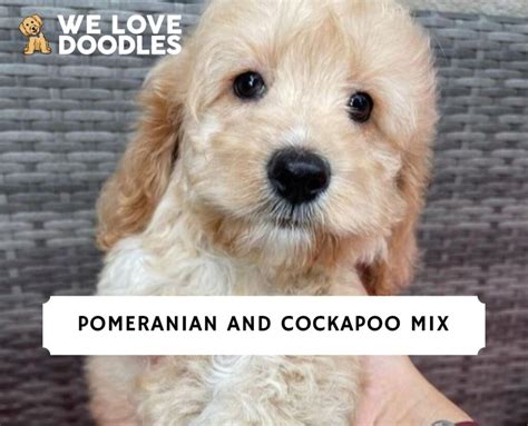 Pomeranian Cockapoo Mix Dog Breed Guide