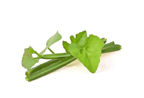 377 Cissus Quadrangularis Royalty Free Photos And Stock Images