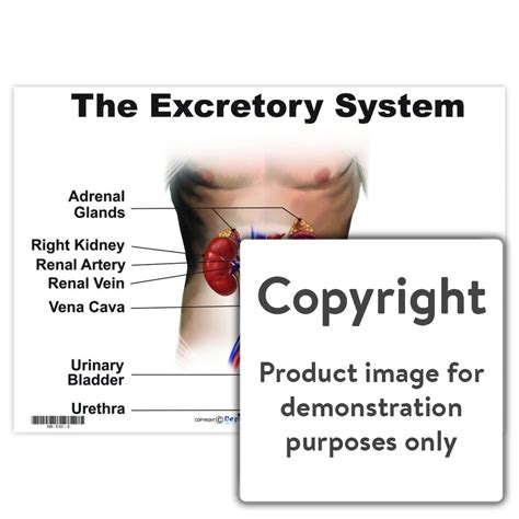 Excretory System