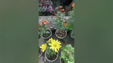 আমাদের ছাদে ফুল বাগান কেমন লাগছে 🌹🌹🌹flowers Youtube